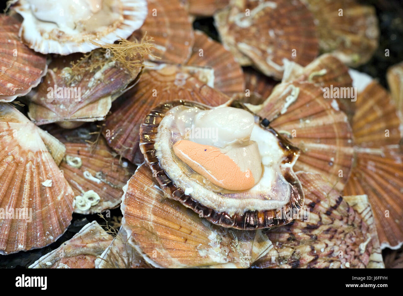 shell paris france kitchen cuisine mediterran seafood delicacy recipe ...