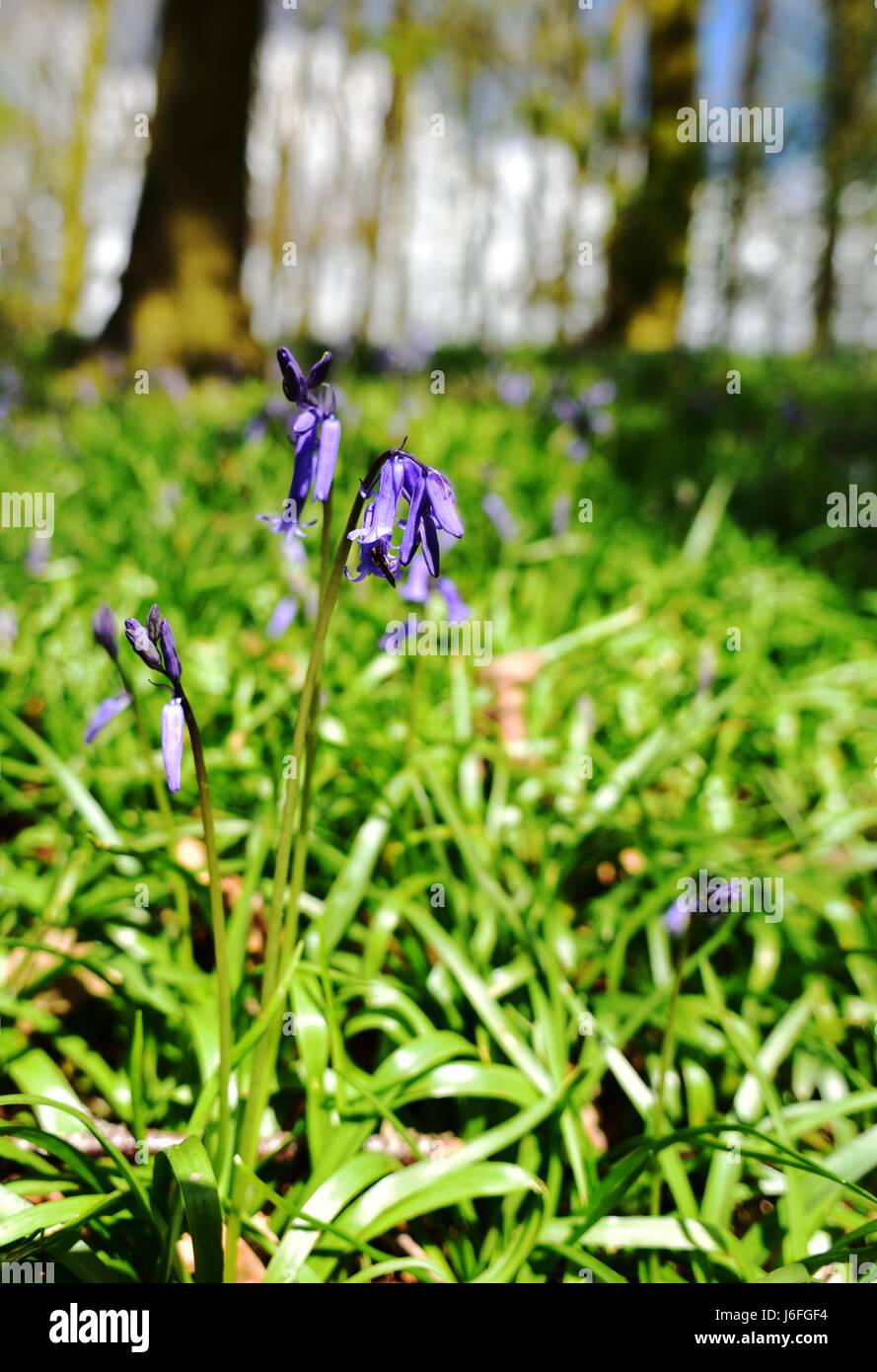 Native English Hyacinthoides in an ancient Woodland Stock Photo - Alamy