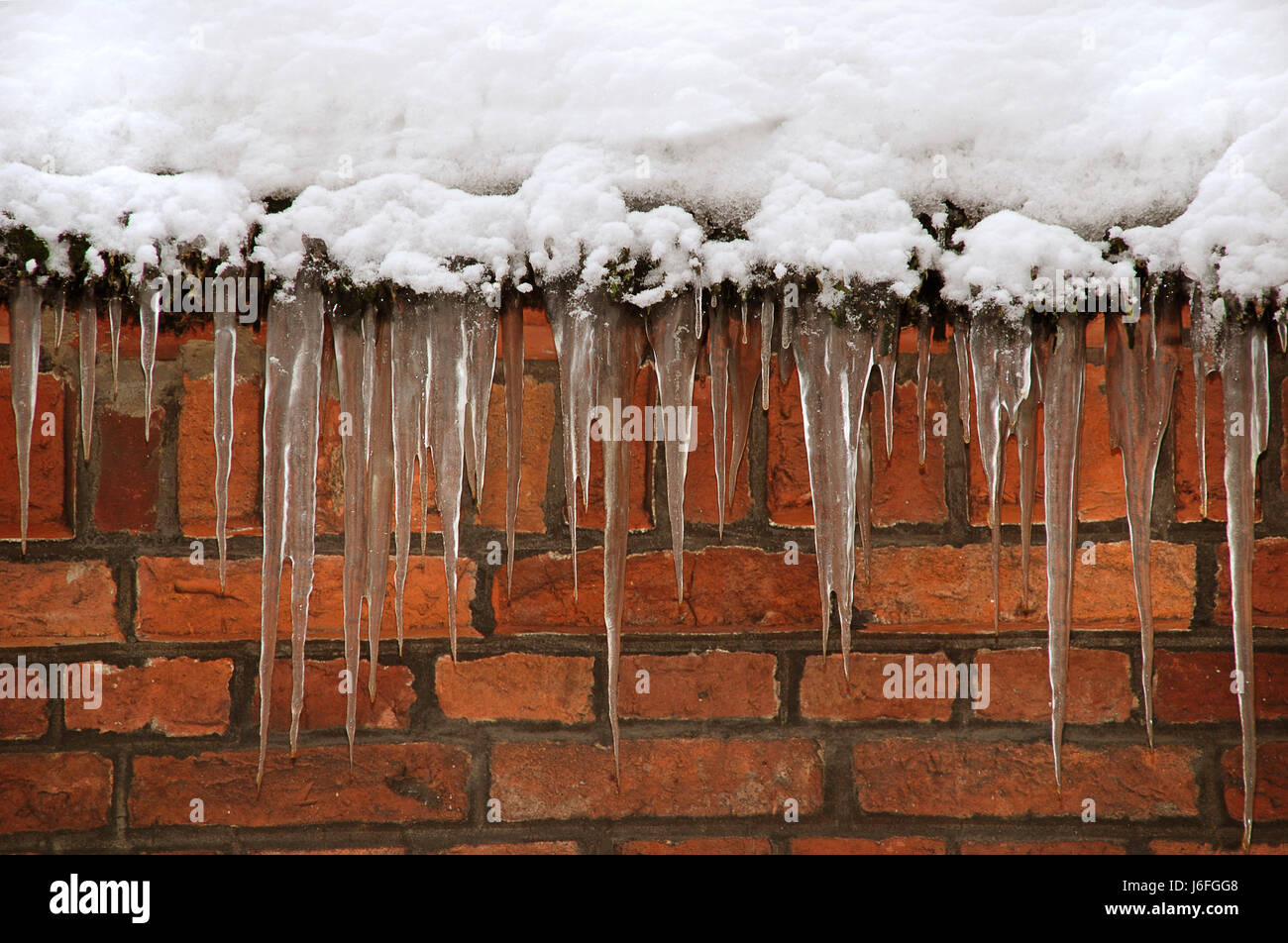 Dachzapfen hi-res stock photography and images - Alamy