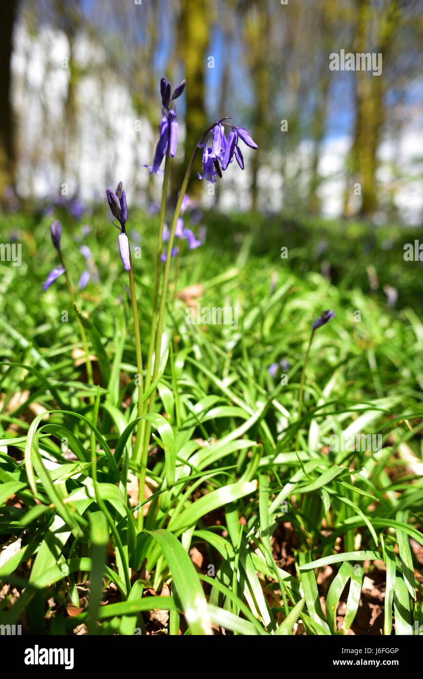 Native English Hyacinthoides in an ancient Woodland Stock Photo - Alamy