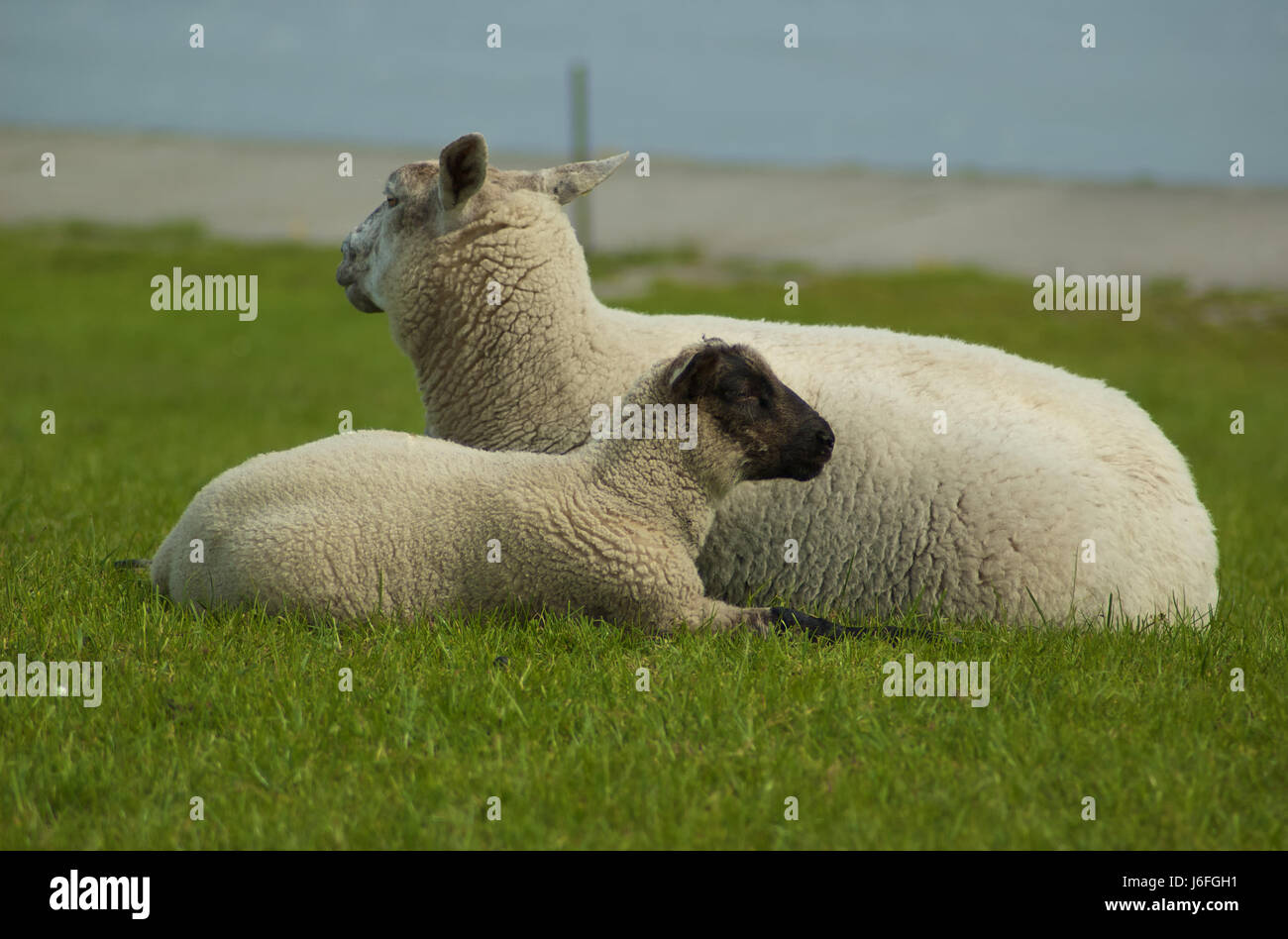 animal sheep easter spring bouncing bounces hop skipping frisks jumping ...