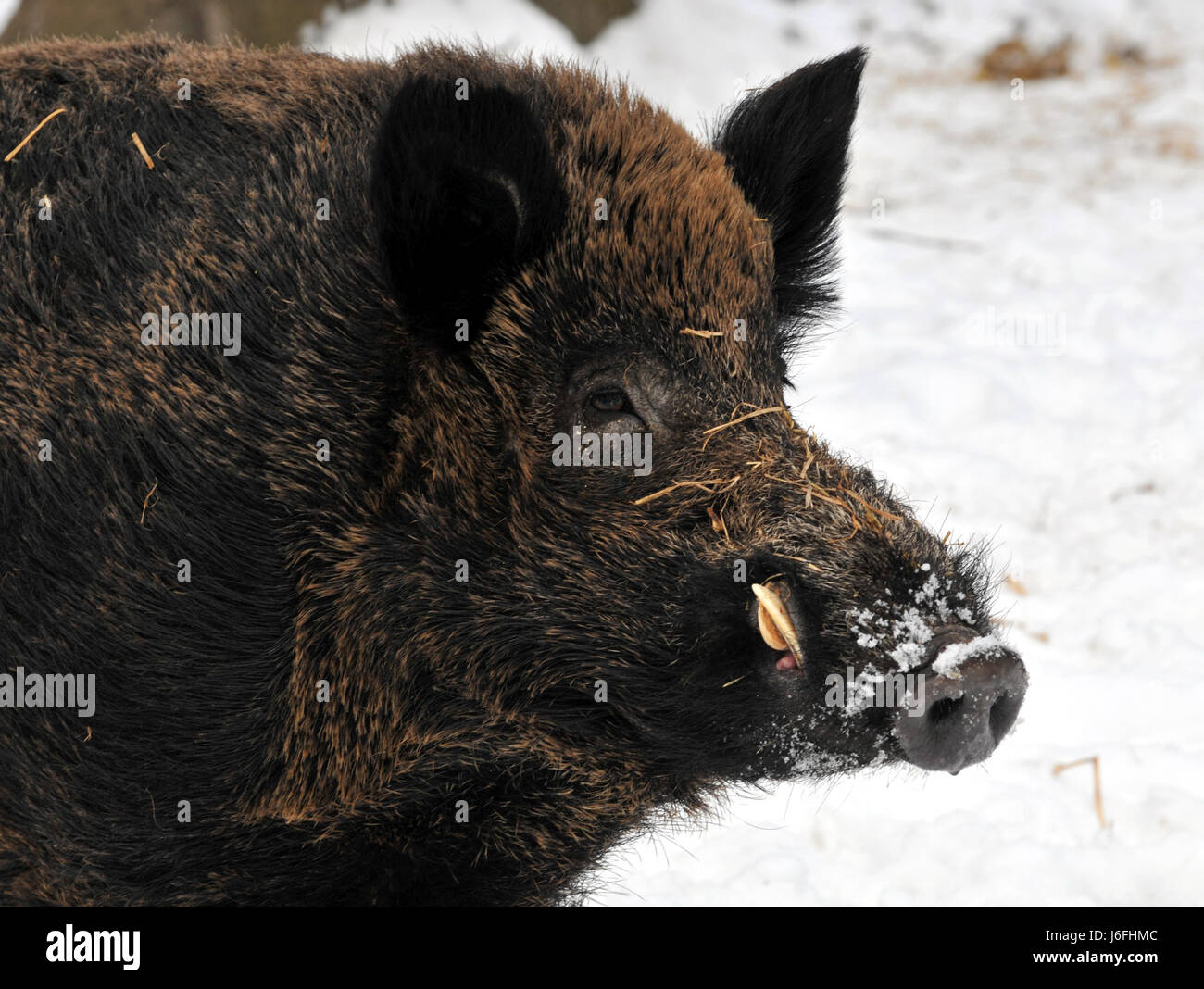 wild boar pig winter skin frost resin wild boar pig proboscis bristles ...