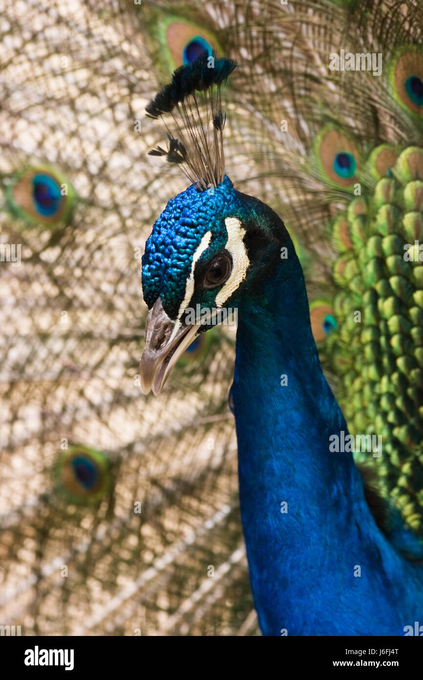 blue animal bird green animals birds peacock blue indicate show ...