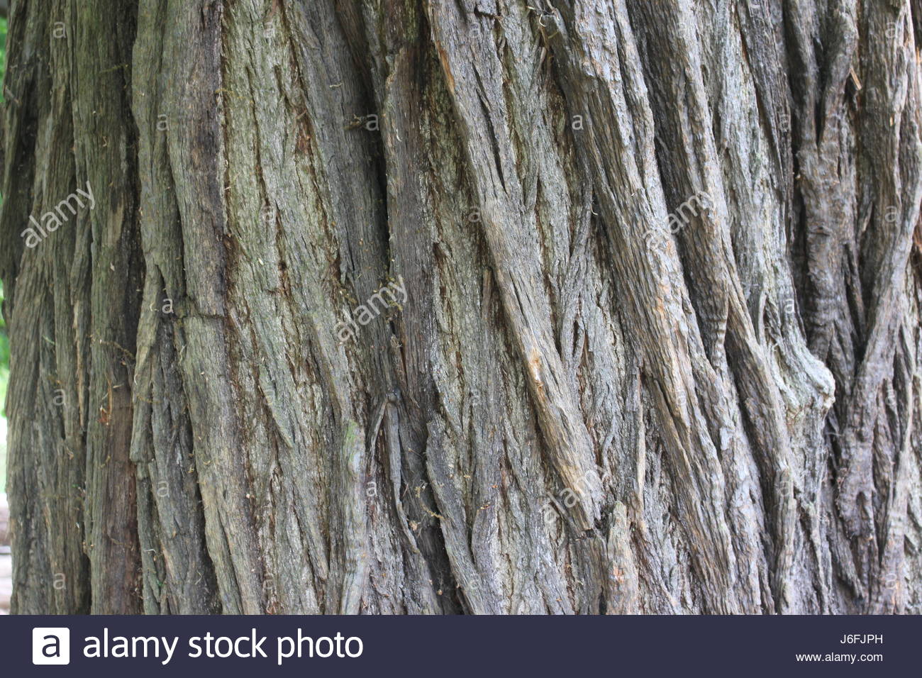 Chestnut Tree Bark Stock Photos & Chestnut Tree Bark Stock Images - Alamy