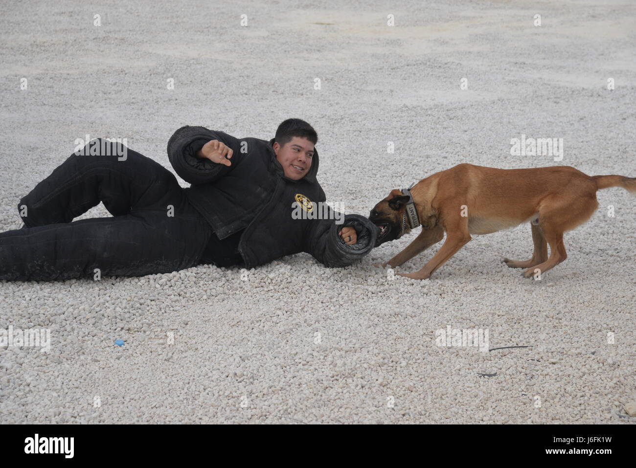 TTyrant, military working dog, bites the arm of Staff Sgt. Alex Romero ...