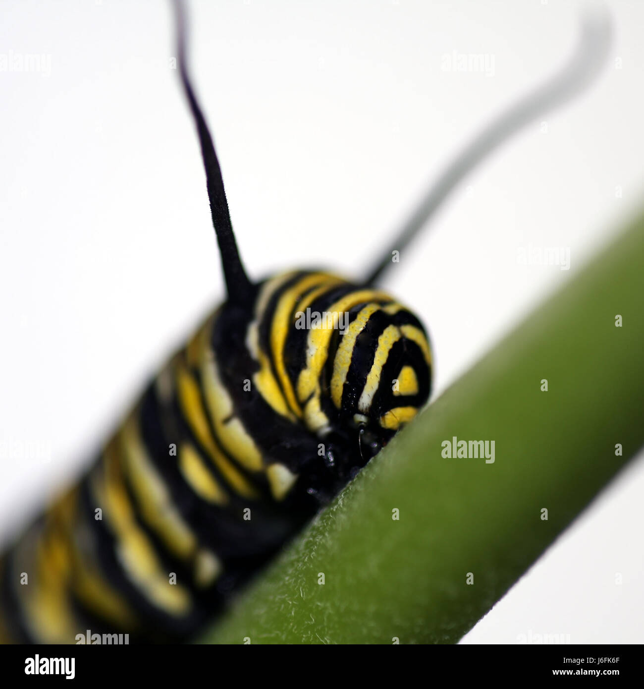 insect butterfly moth caterpillar larva phase nascency development ...