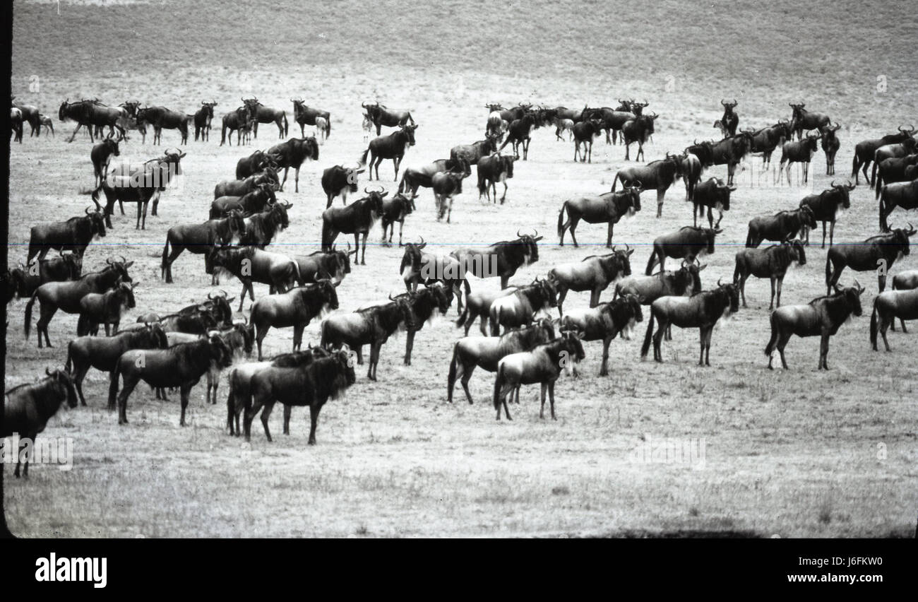 A FIELD OF ANIMALS IN THE FIELD Stock Photo - Alamy