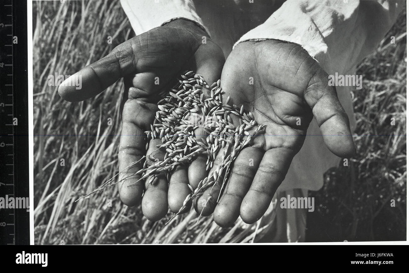 MAN SHOWING SOME SEEDS FROM THE FIELDS Stock Photo - Alamy