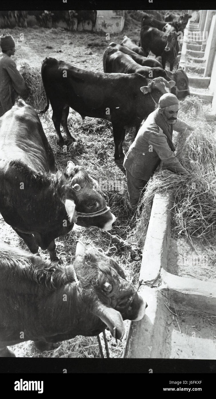 TWO MEN WORKING FEEDING THE COWS Stock Photo - Alamy