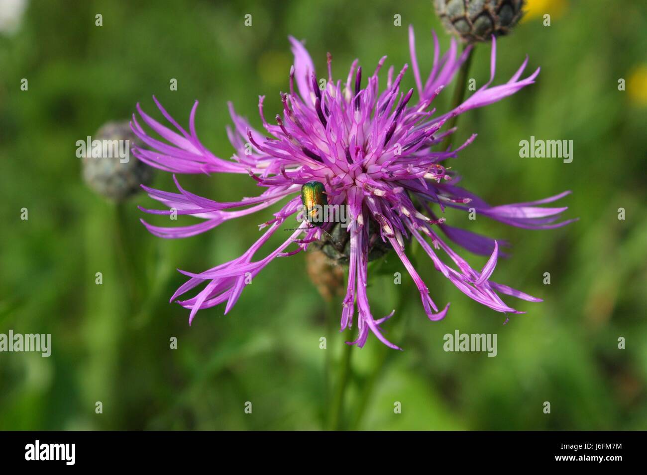 environment enviroment insects animals beetle nature environment ...