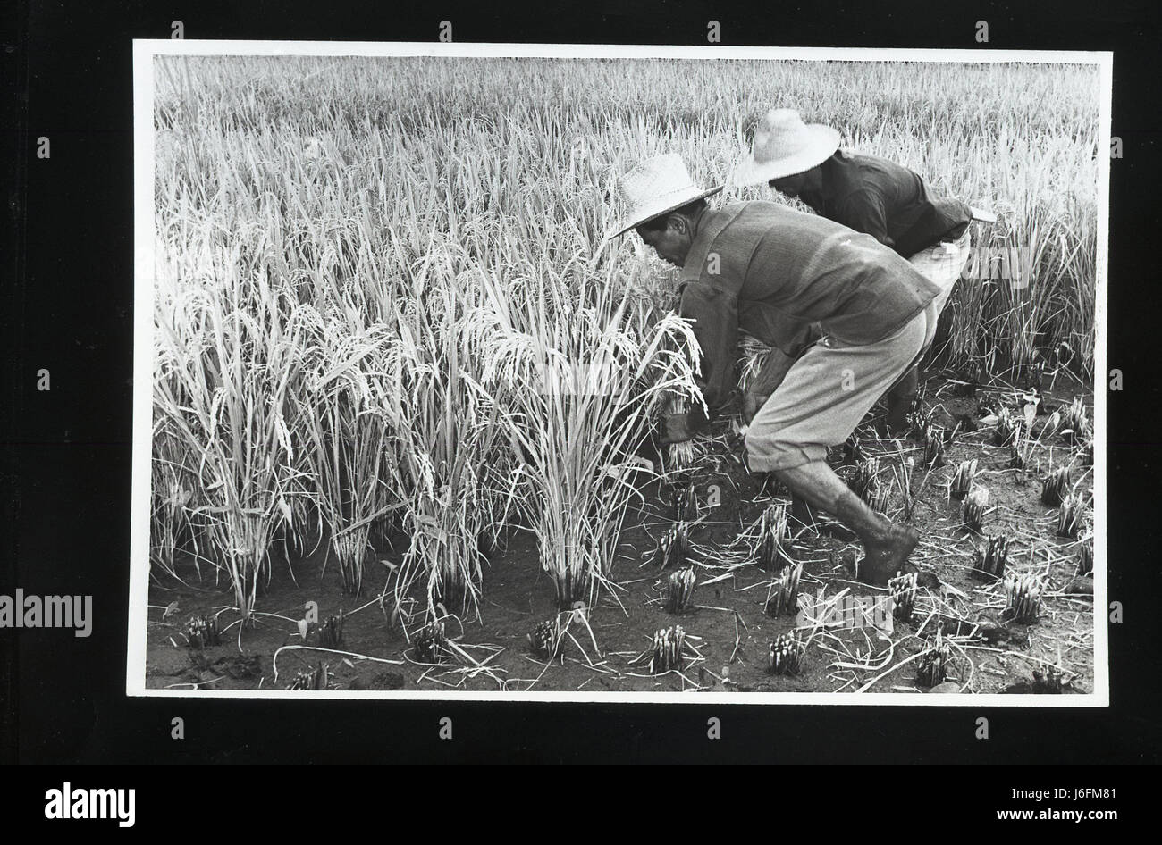 TWO MEN WORKING IN THE FIELD Stock Photo - Alamy