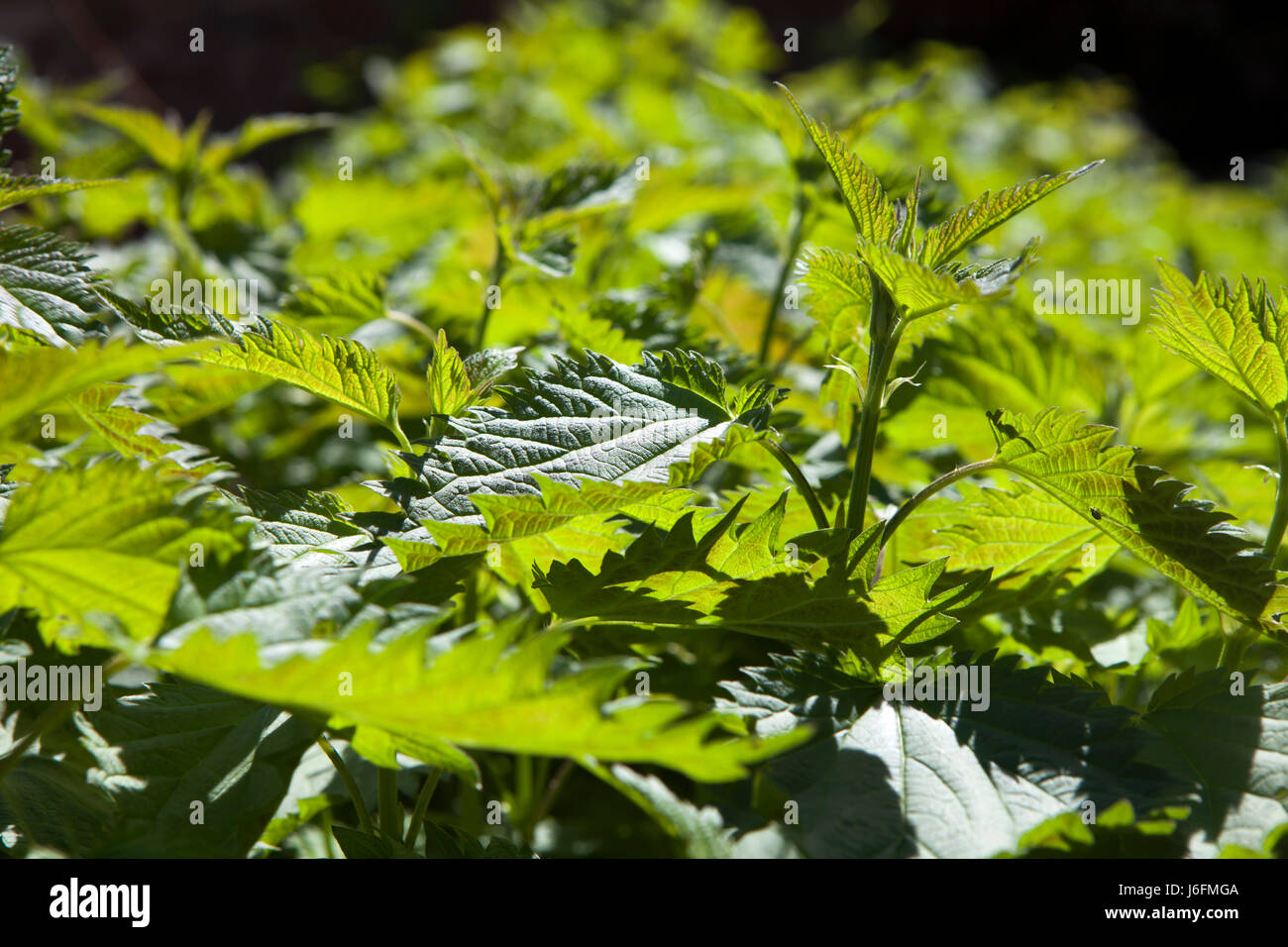 Large stinging nettle (Urtica dioica) with hoarfrost Stock Photo - Alamy