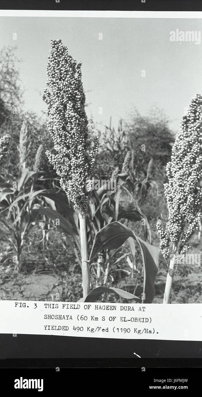 field of plants Stock Photo - Alamy