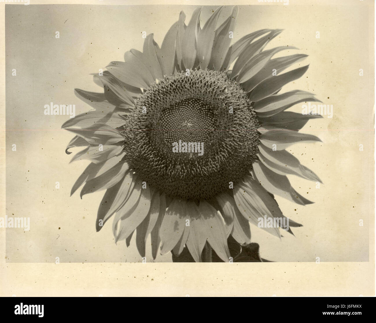 A close-up image of a sunflower showing the flower's structure, petals ...