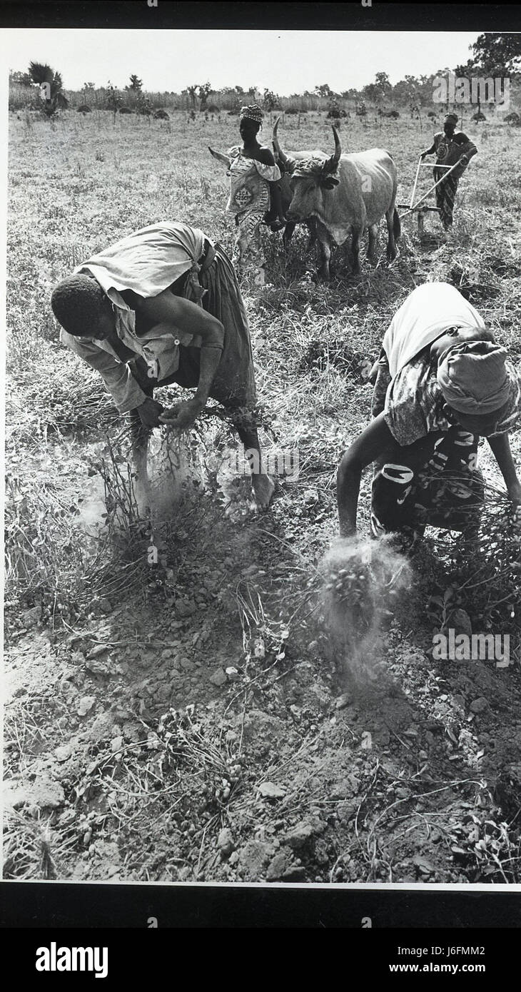 men dealing with plants and animals Stock Photo - Alamy