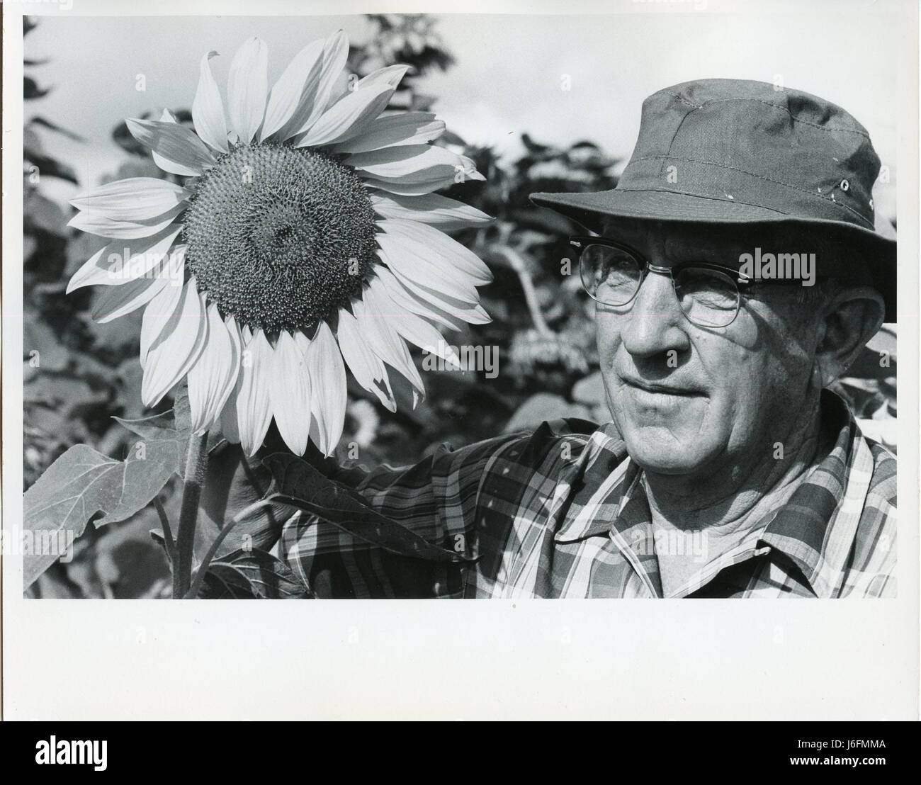 man in sunflower field Stock Photo - Alamy