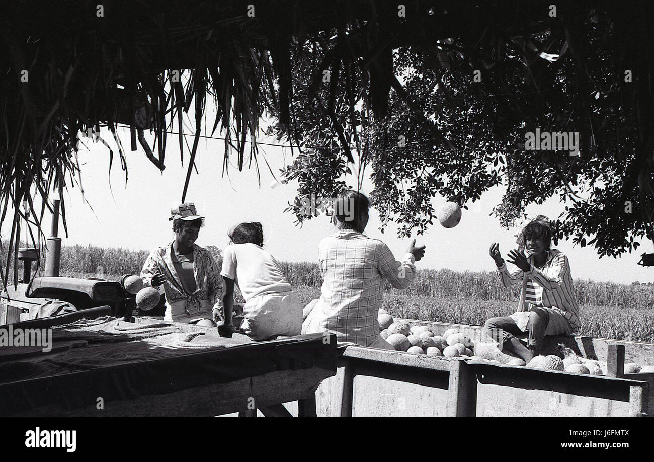 men and women gathering melons Stock Photo - Alamy