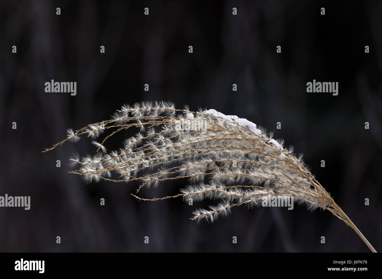 Filigree art hi-res stock photography and images - Alamy