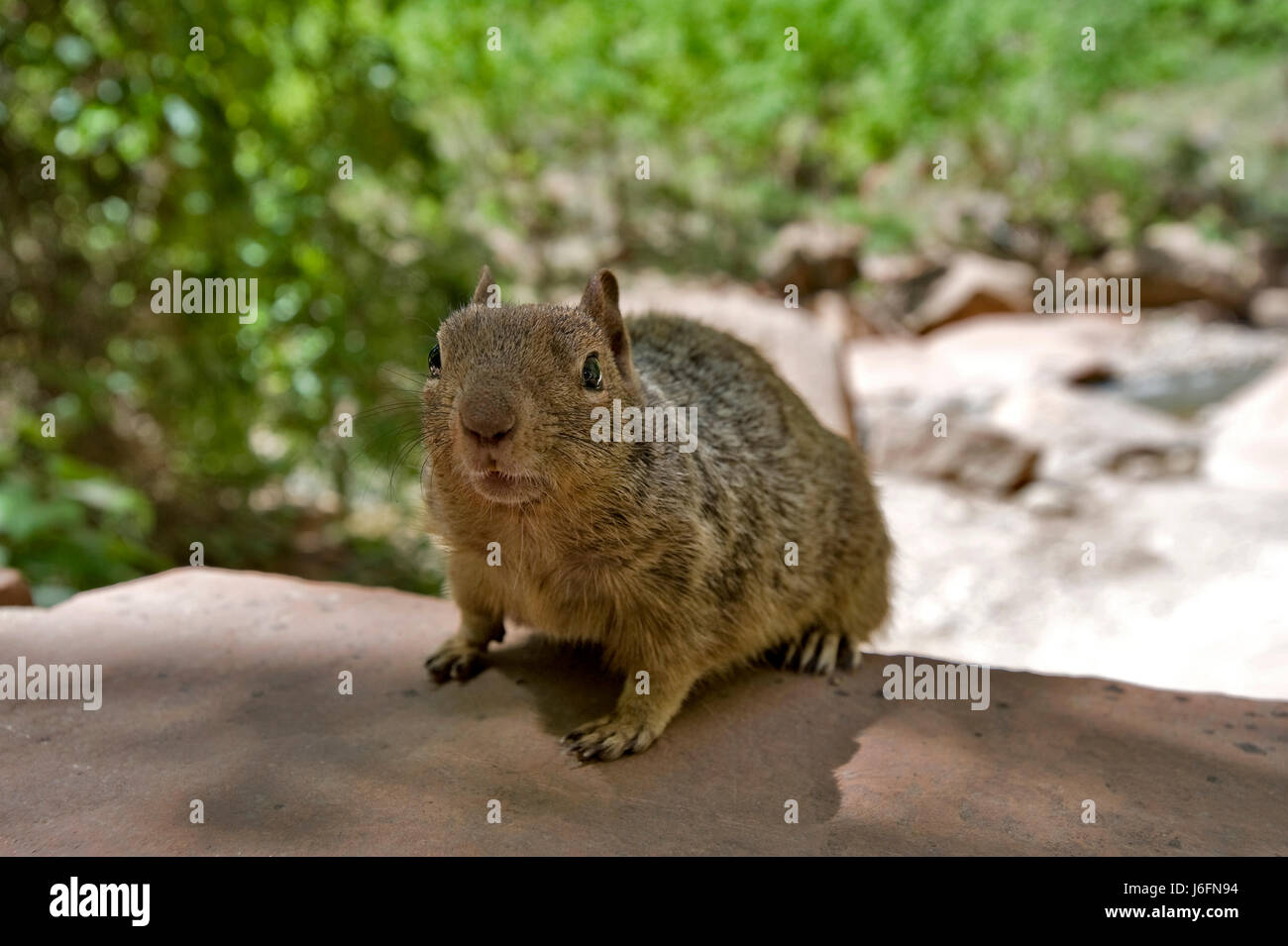 park american animal mammal national park curious nosey nosy summer ...