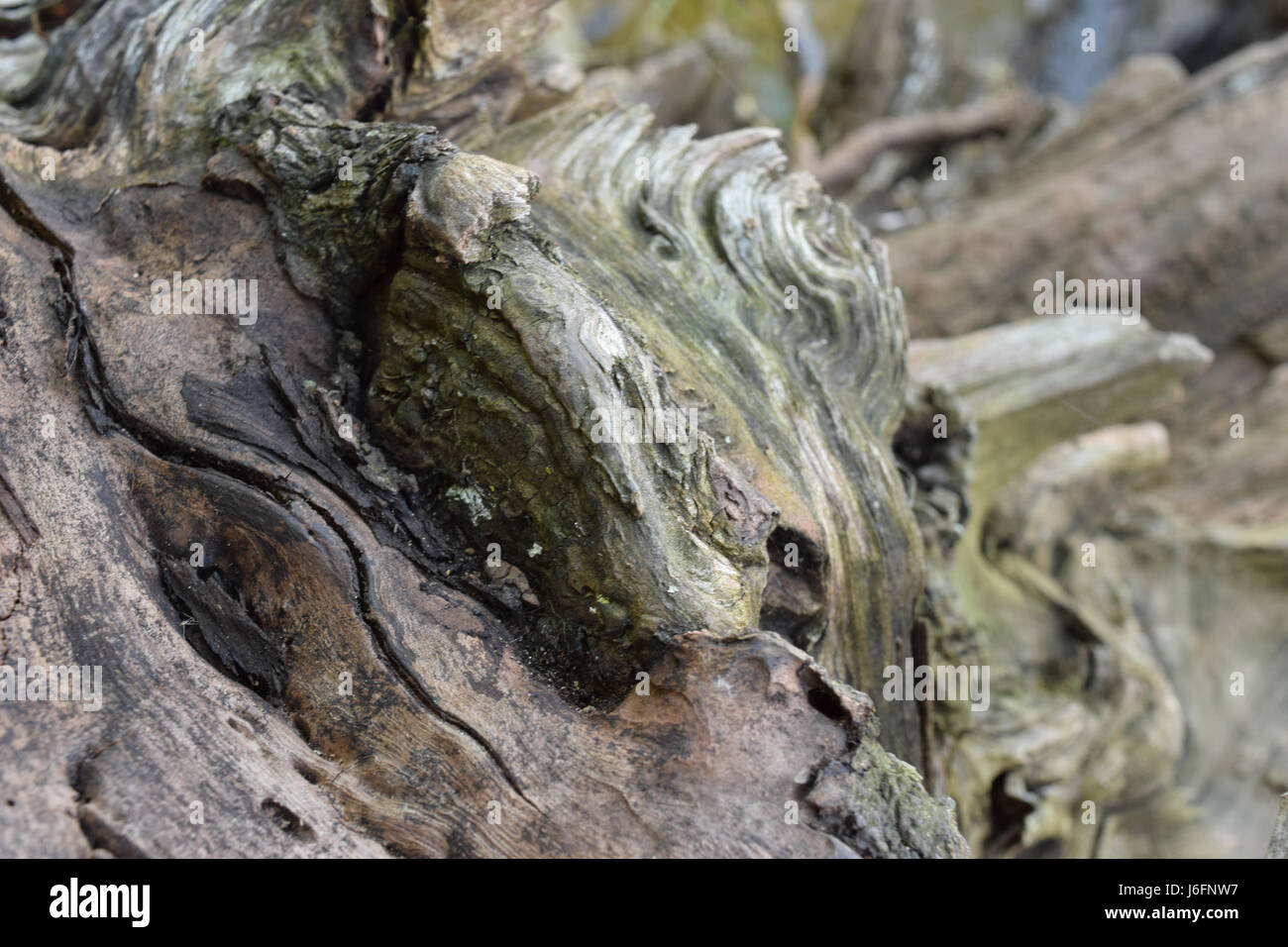 Close up of a weathered tree stump with a swirl in the center Stock Photo - Alamy