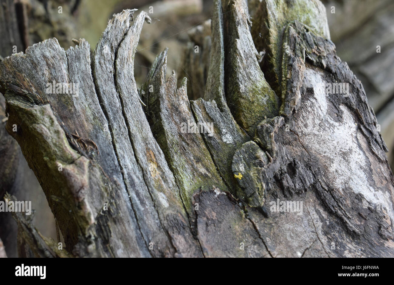 Gray tree stump hi-res stock photography and images - Alamy