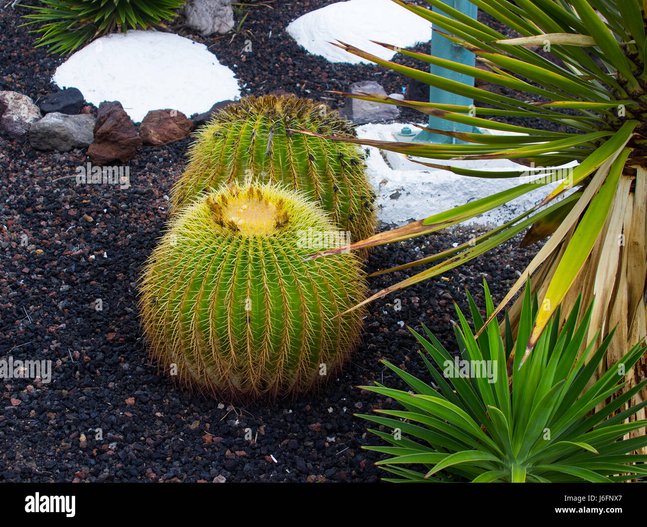 Large cacti in a hotel flower bed in Tennerife. Planted in a volcanic ...