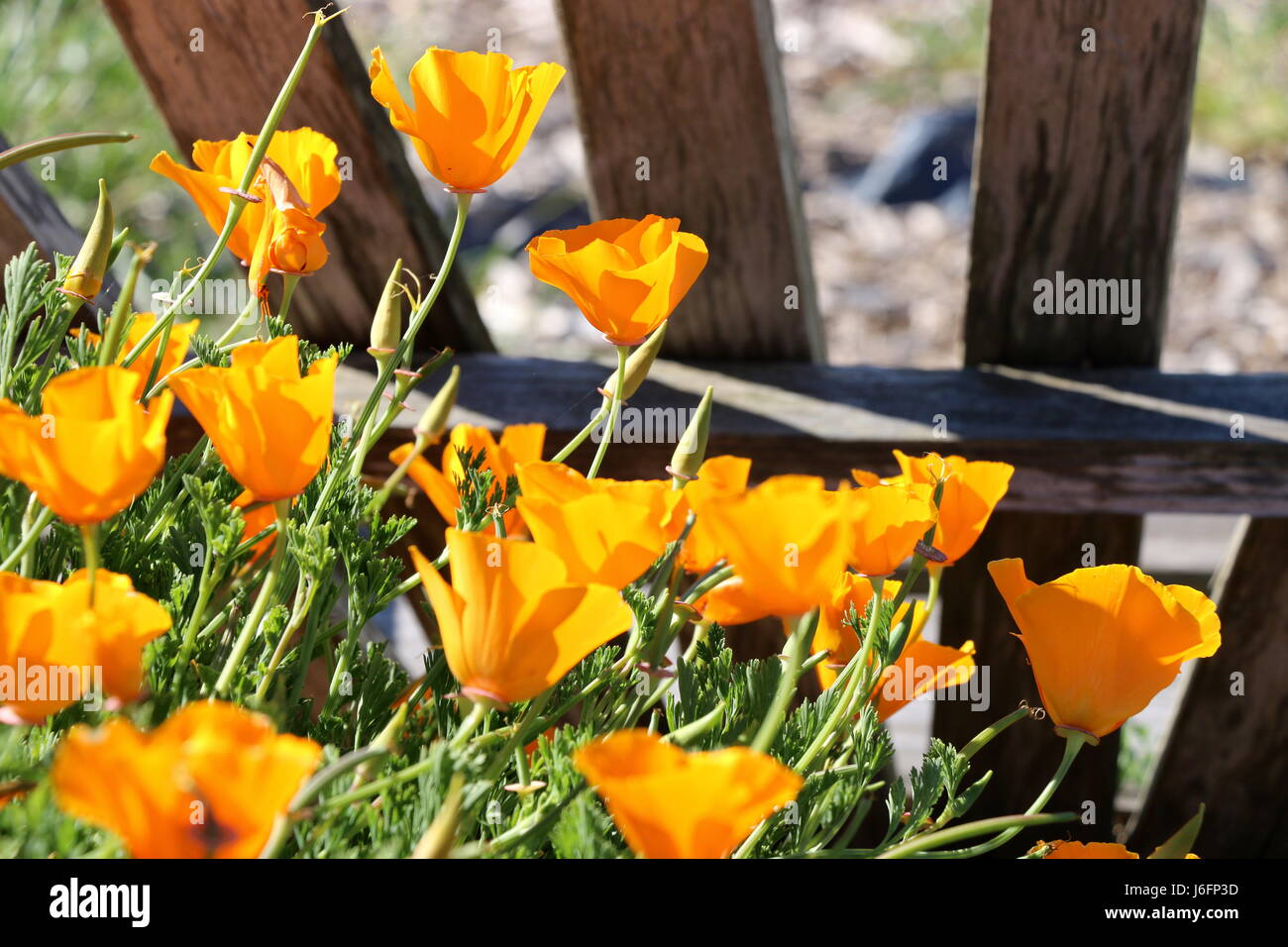 California poppy closeup wild flowers hi-res stock photography and ...