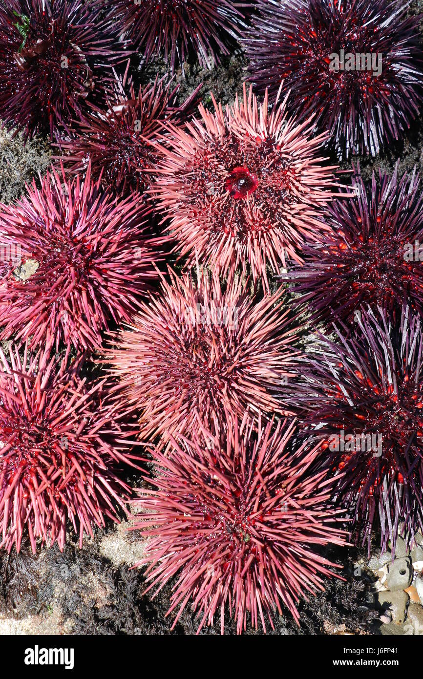 Purple red sea urchins hi-res stock photography and images - Alamy