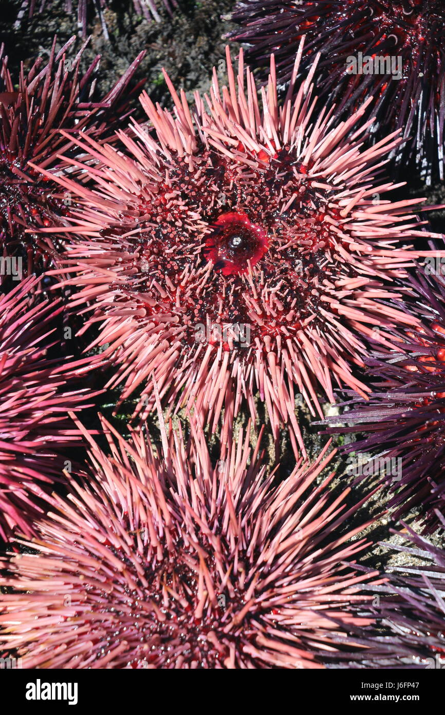 Beautiful, spiky pink and purple sea urchins, California. Urchins are ...