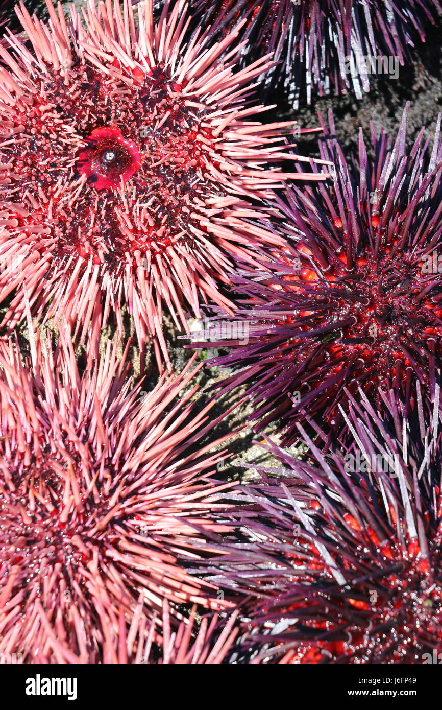 Beautiful, spiky pink and purple sea urchins, California. Urchins are ...
