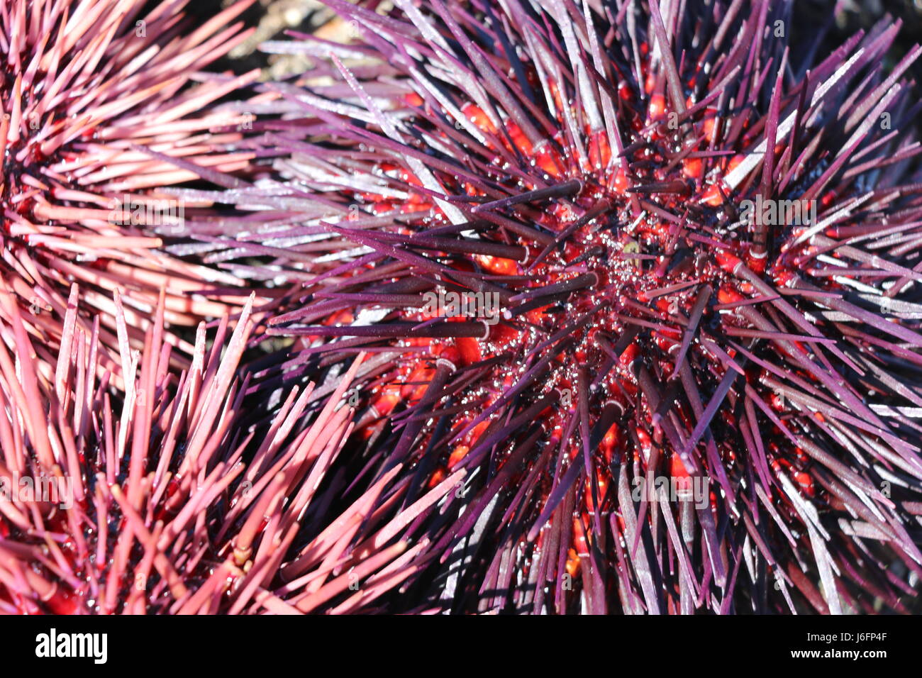 Beautiful, spiky pink and purple sea urchins, California. Urchins are ...