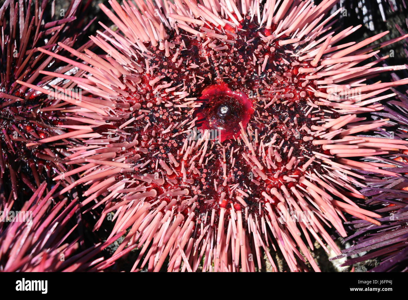Giant red sea urchin strongylocentrotus franciscanus hi-res stock ...