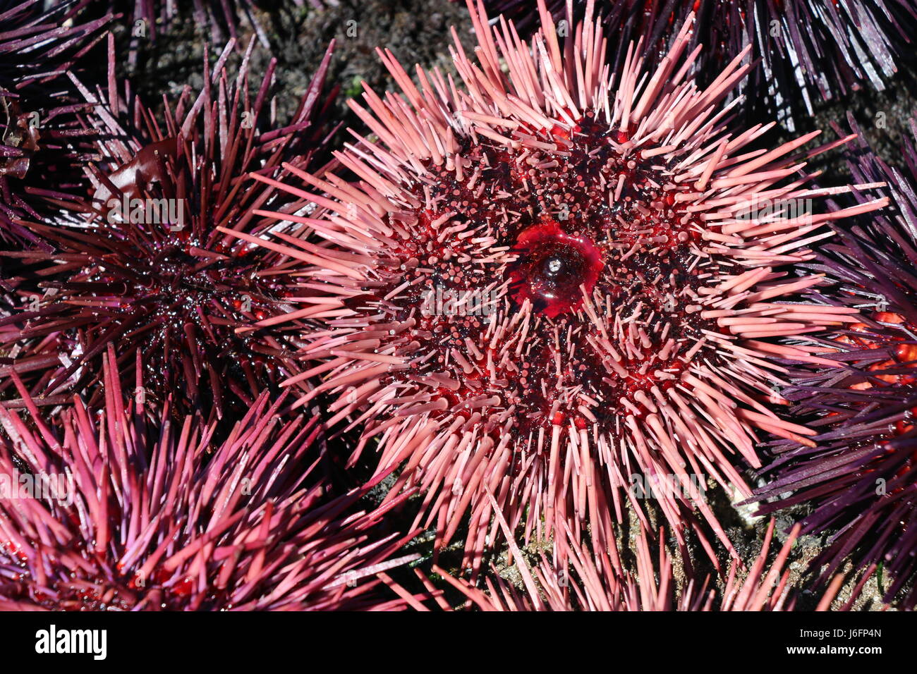 Beautiful, spiky pink and purple sea urchins, California. Urchins are ...