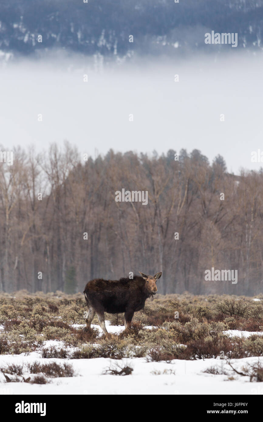 A cow moose standing in snow and sagebrush below foggy weather. Grand ...