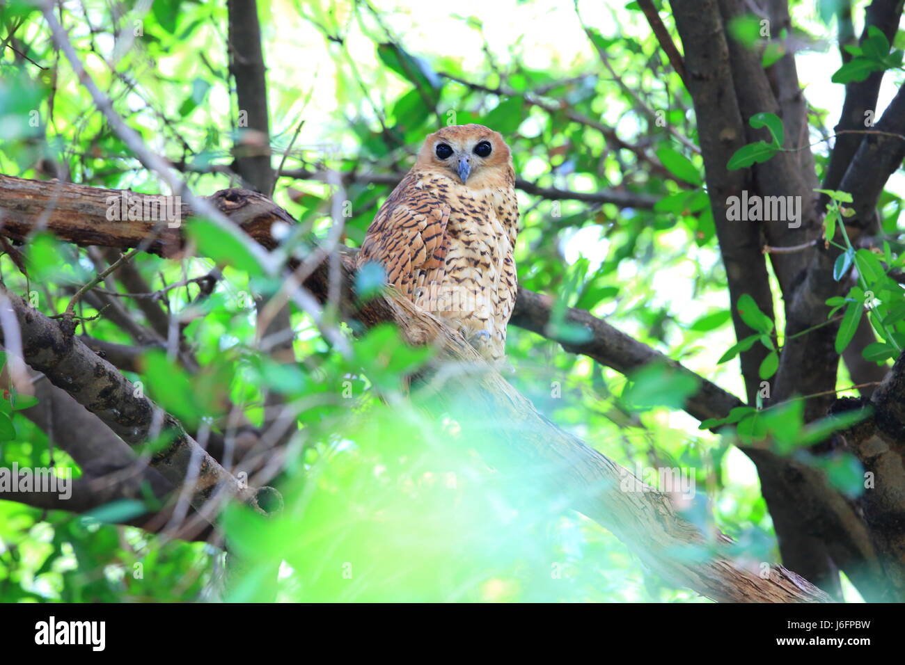 Pel's fishing owl (Scotopelia peli) in Zambia Stock Photo - Alamy