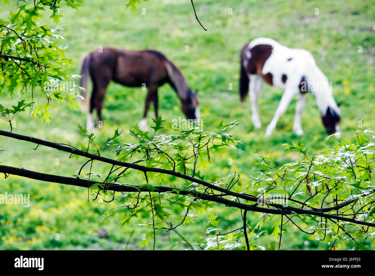 Five oaks riding stables hi-res stock photography and images - Alamy