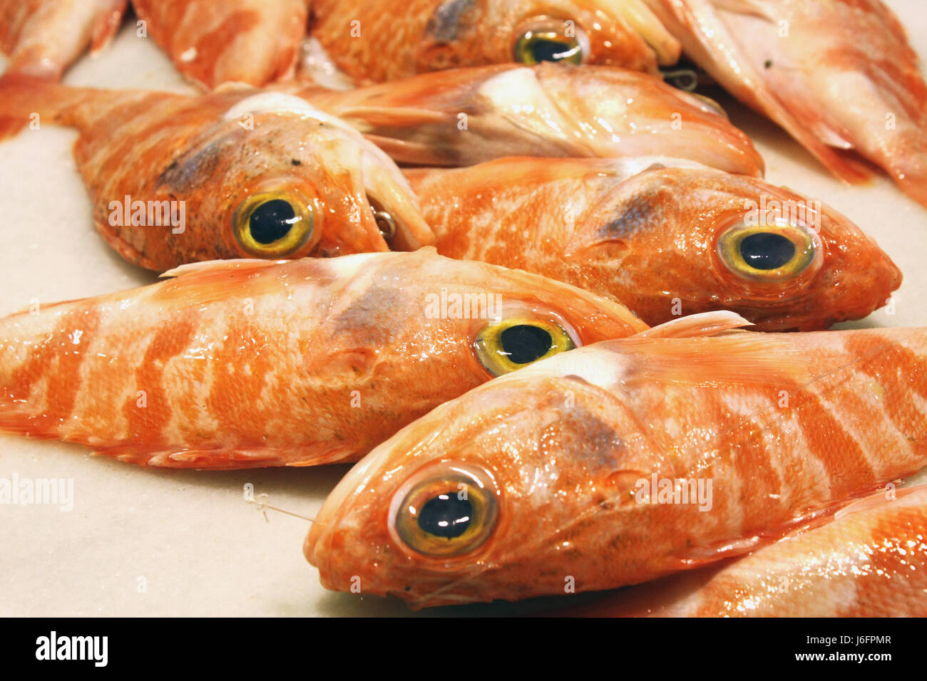 water mediterranean salt water sea ocean angle fish omega spanish ...