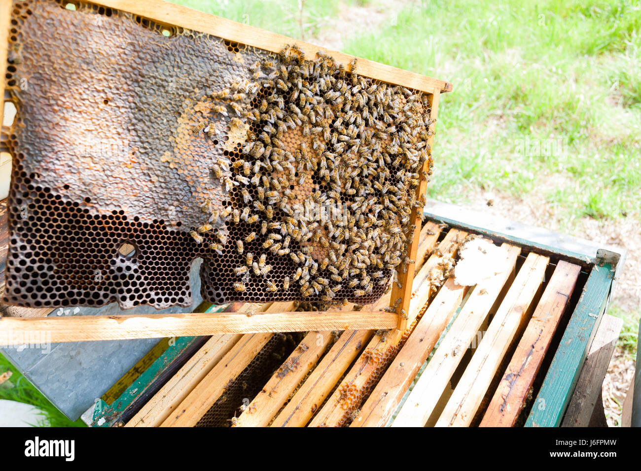 Open hive detail. Beekeeping, agriculture, rural life Stock Photo - Alamy