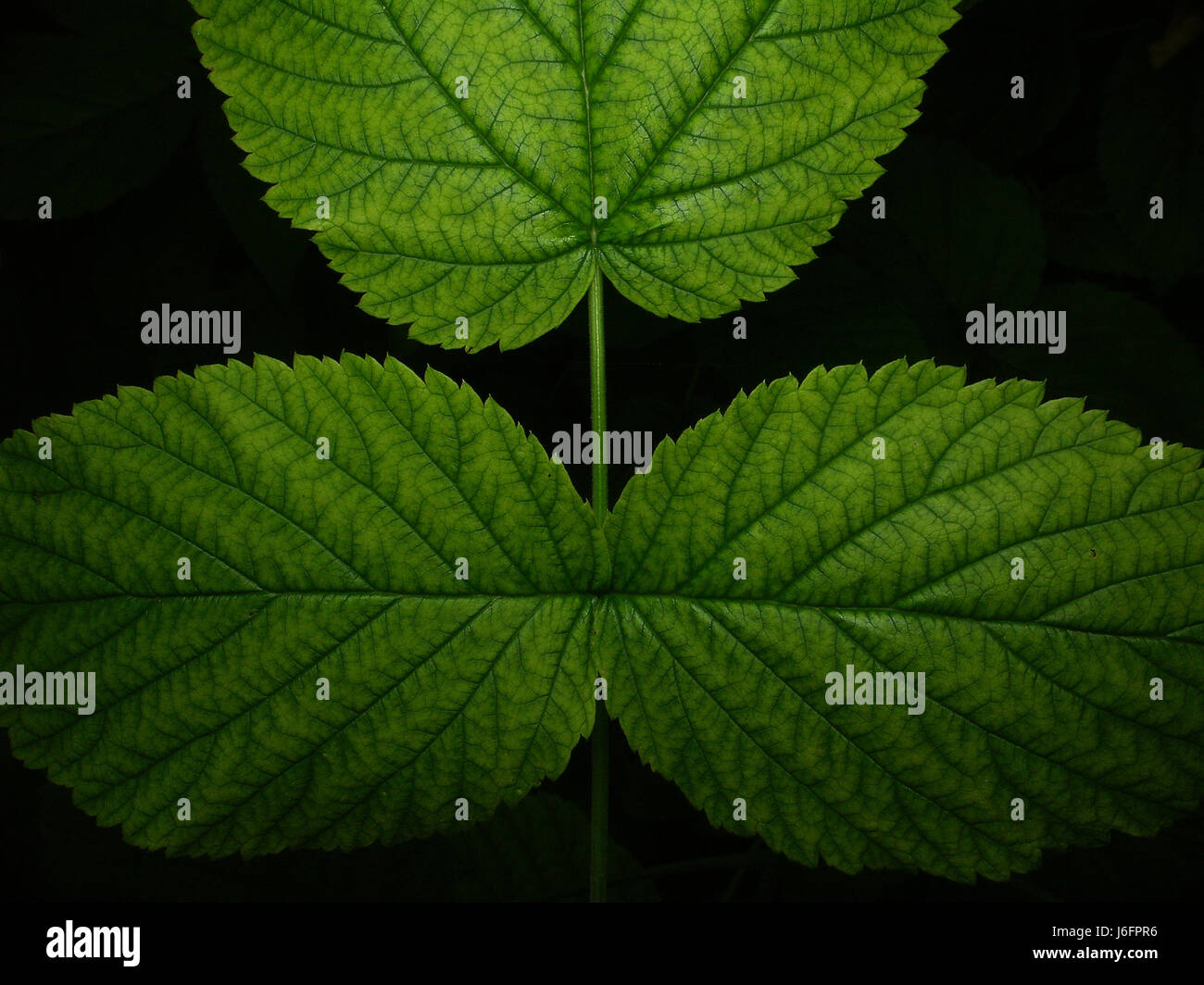 leaves surface leaf veins raspberry feathered toothed ridged structure ...