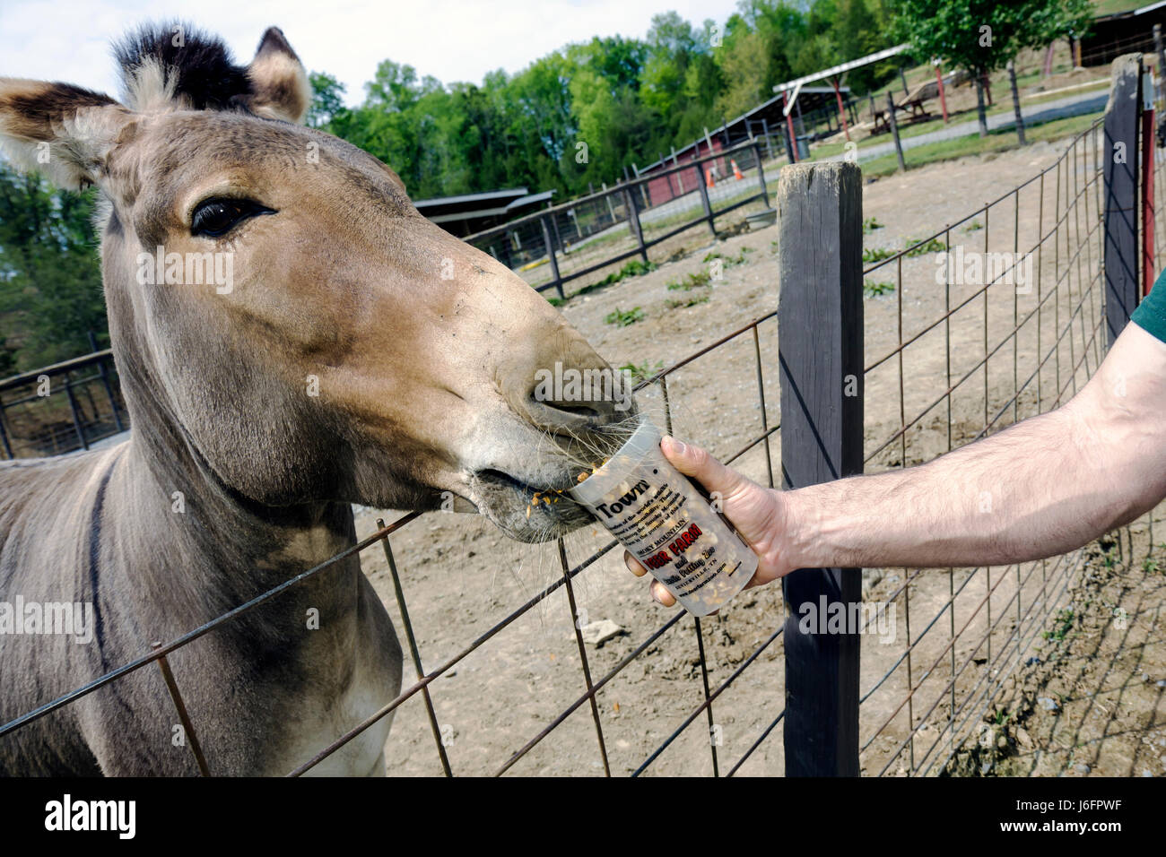 Hybrid donkey hi-res stock photography and images - Alamy