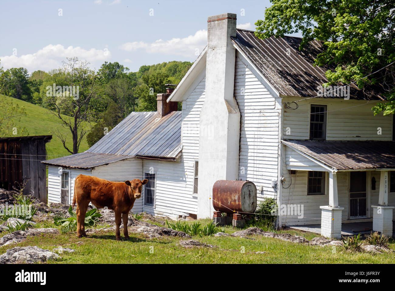 Tennessee Blountville,brown,calf,bovine,cattle,farm,house houses home ...