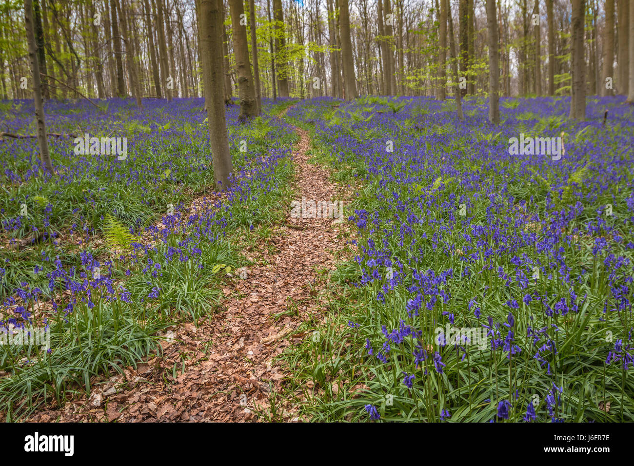 Nice view of Blue Bell Forest Belgium Stock Photo - Alamy