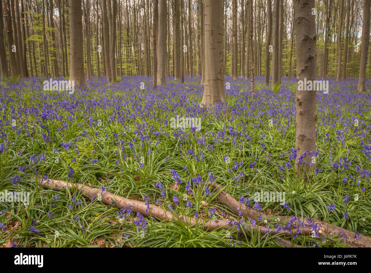 Blue bell forest in Belgium Stock Photo - Alamy