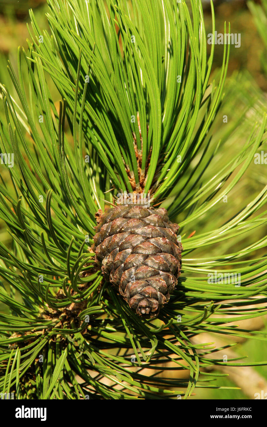 pine branch - pine twig 02 Stock Photo - Alamy