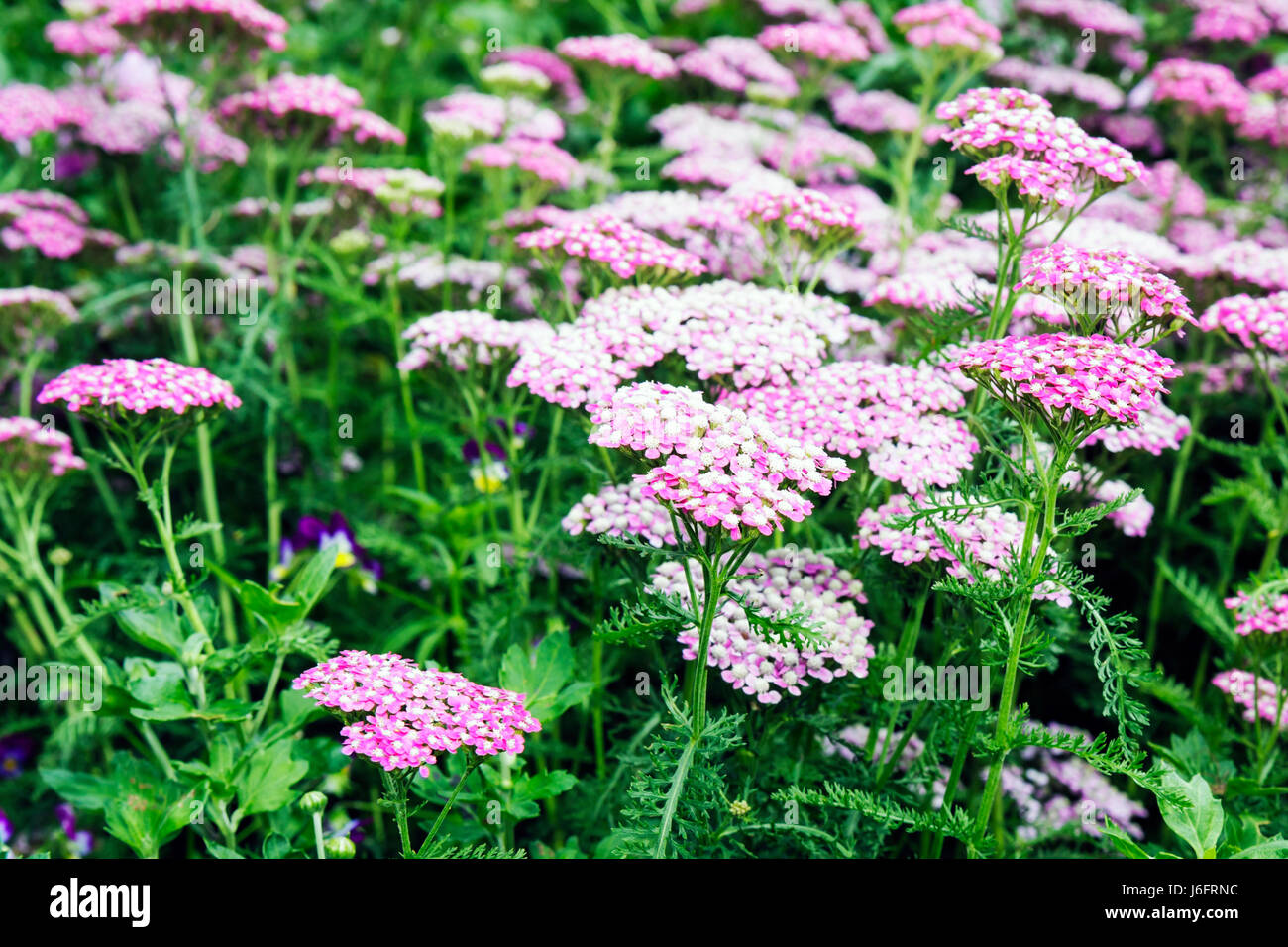Kenosha Wisconsin,Simmons Island,Southport Lighthouse,flower flowers ...