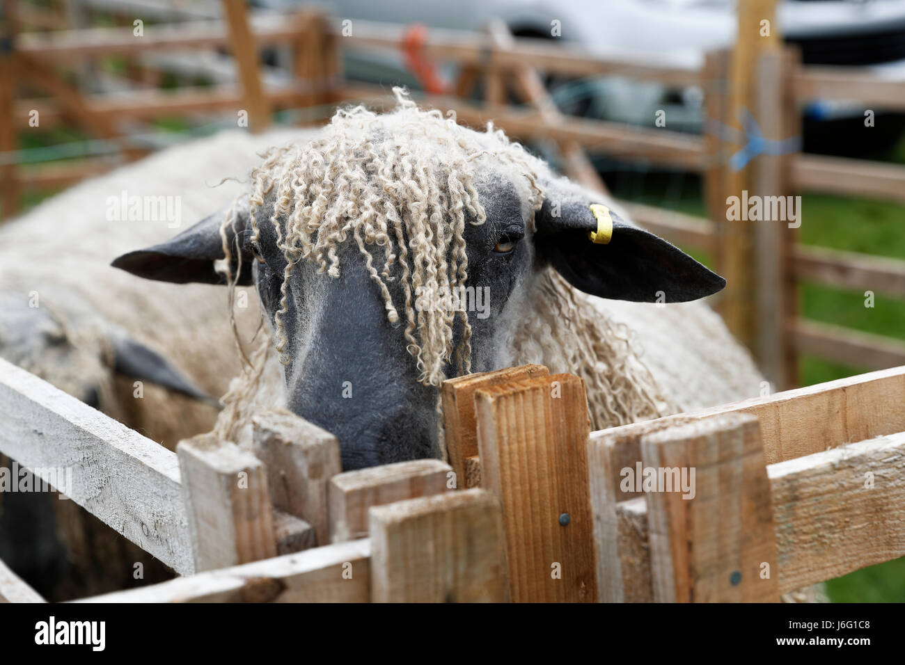 What to see at otley show hi-res stock photography and images - Alamy
