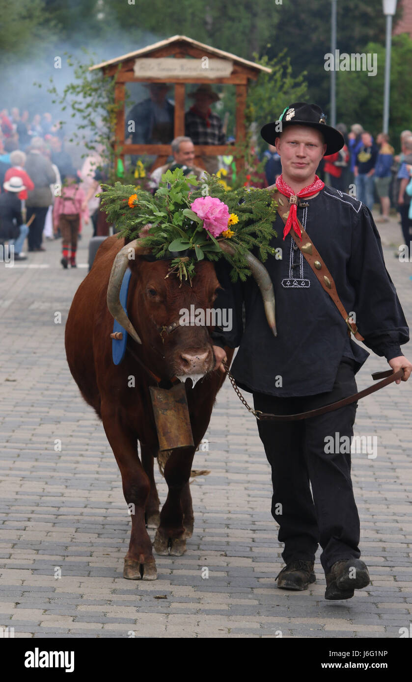Tanne, Germany. 21st May, 2017. A cow herder marches through the town ...