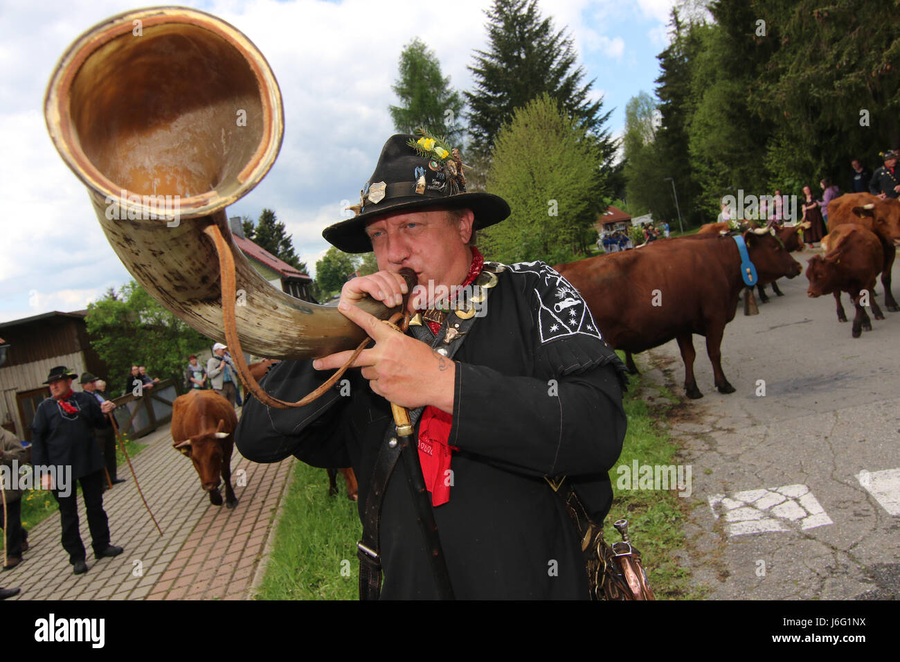 Tanne, Germany. 21st May, 2017. Cow herder Axel Moller frp, Altenau ...