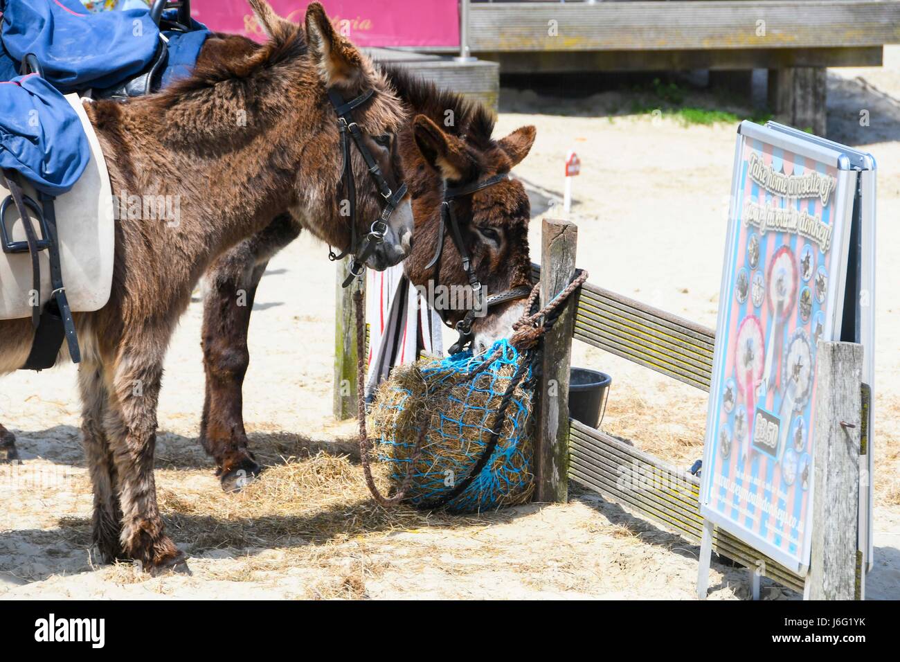Weymouth, Dorset, UK. 21st May 2017. UK Weather. The beach donkeys on a ...
