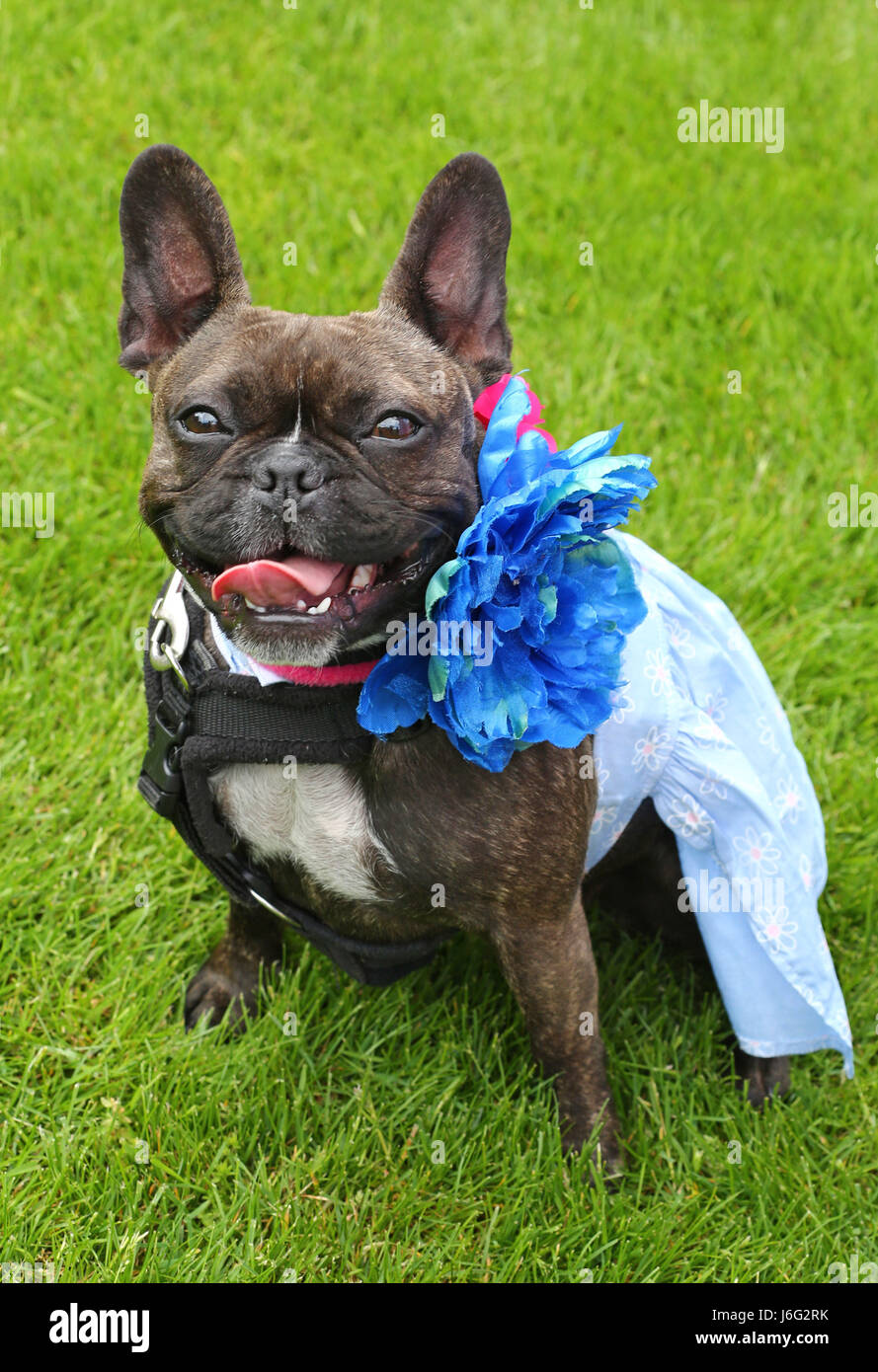 London, UK. 21st May, 2017. Sunday the French Bulldog wears a big blue ...